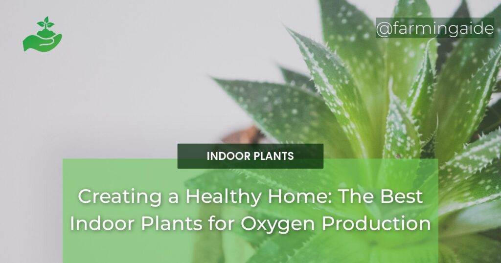 Creating a Healthy Home: The Best Indoor Plants for Oxygen Production